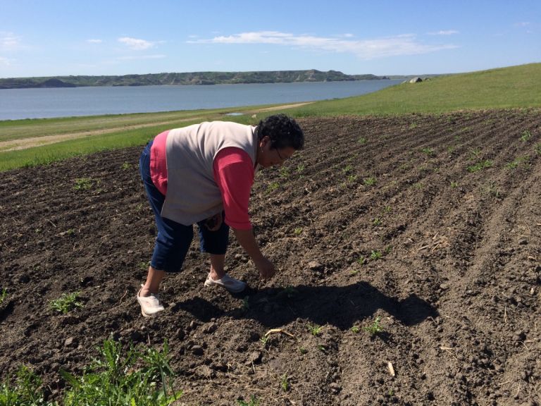 MHASI 2016 Garden Project - MHA Language Project - Hidatsa